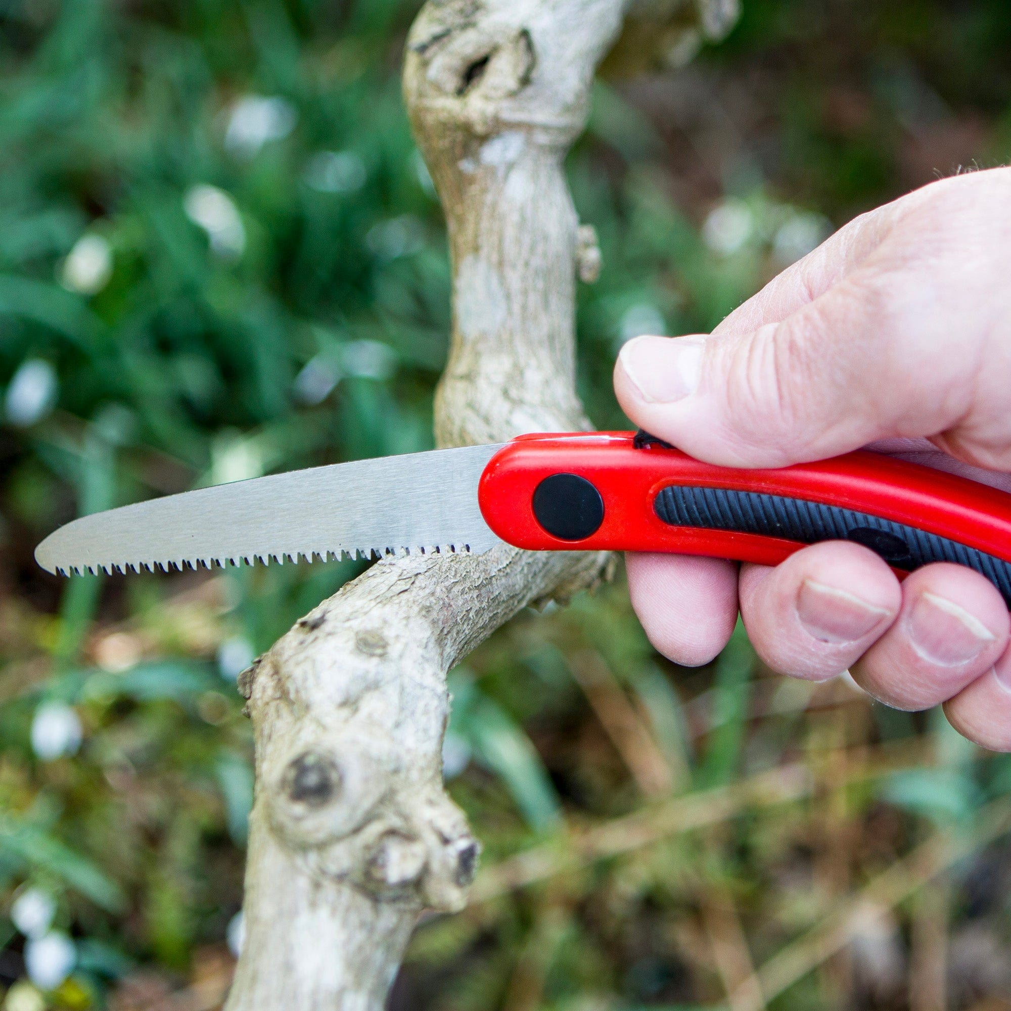 Darlac Mini Pocket Folding Saw | Johnsons