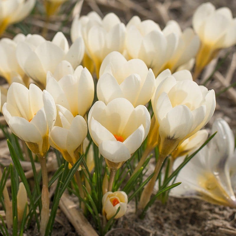 Crocus Bulbs | Saffron Crocus Bulbs | Johnsons Seeds