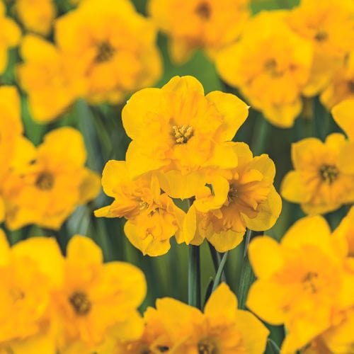 Yellow Flower Bulb | Yellow Flowering Bulbs | Johnsons
