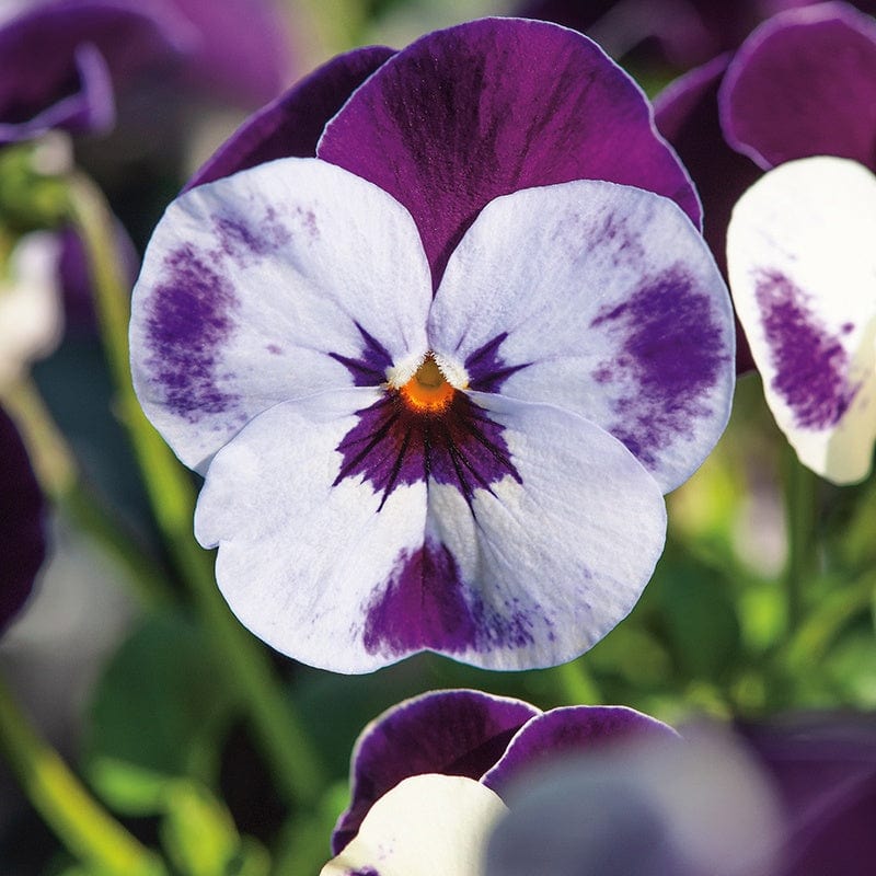 Viola Plants | Viola Odorata Plants | Johnsons