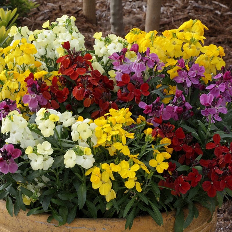 Wallflower Plants | Wallflowers Plants for Sale | Johnsons
