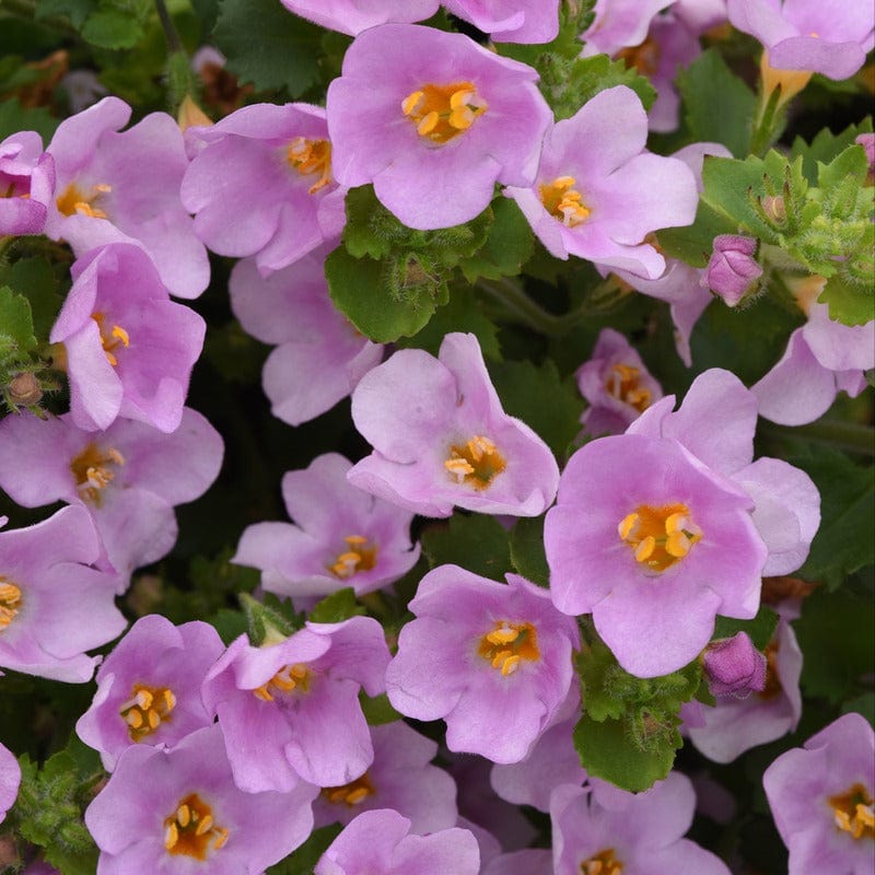 Bacopa Collection Plants From Johnsons