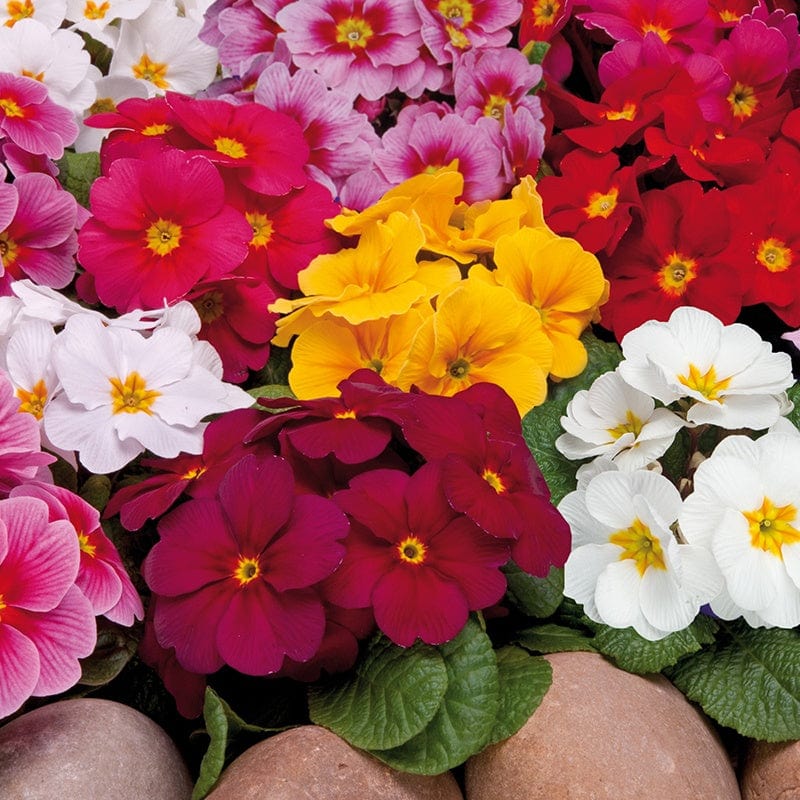 Primula Wanda XP Mix From Woolmans – Johnsons