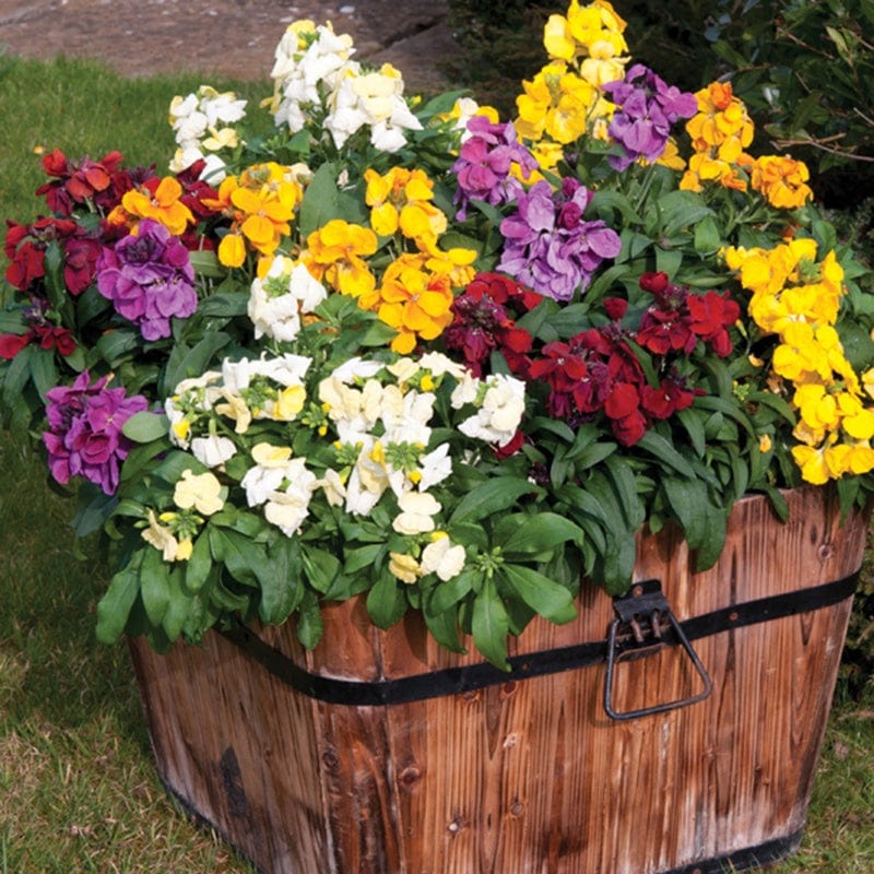 Wallflower Sugar Rush F1 Flower Plants from Woolmans – Johnsons