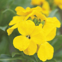 How to Grow Wallflowers | Johnsons