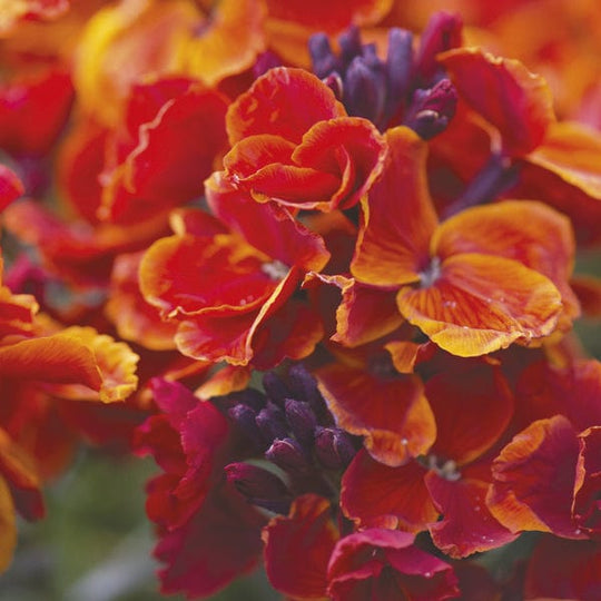 How to Grow Wallflowers | Johnsons