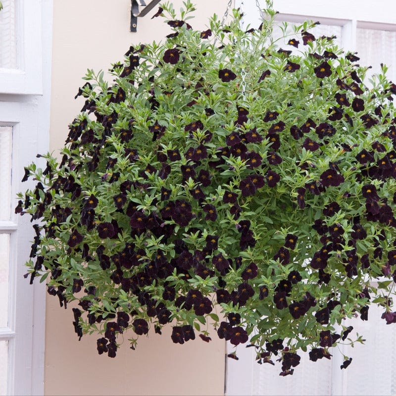 Calibrachoa Single Black Cherry Plants From Johnsons