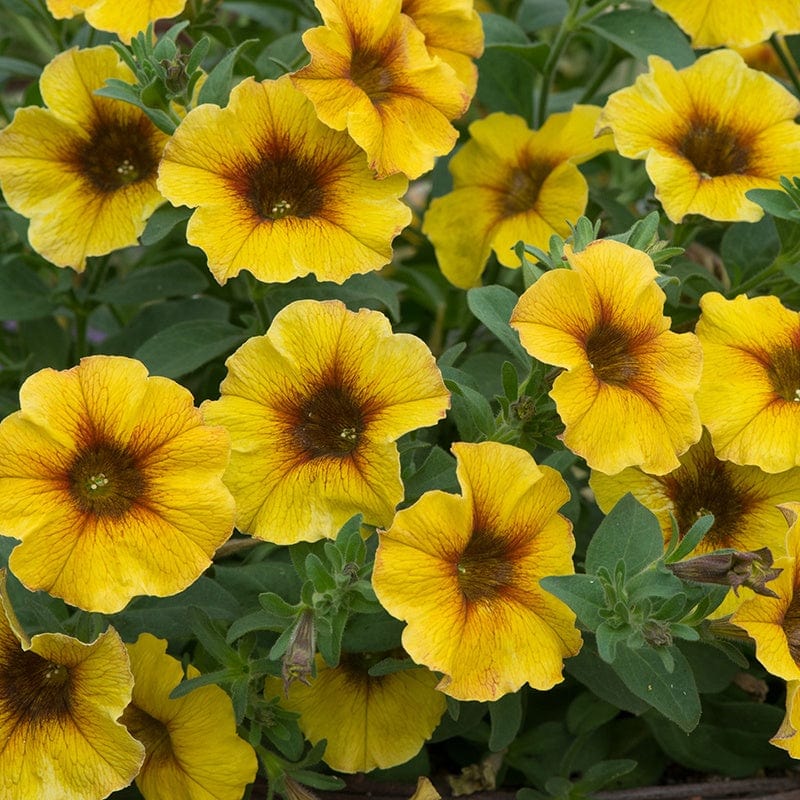Petchoa Beautical® Caramel Yellow From Woolmans – Johnsons