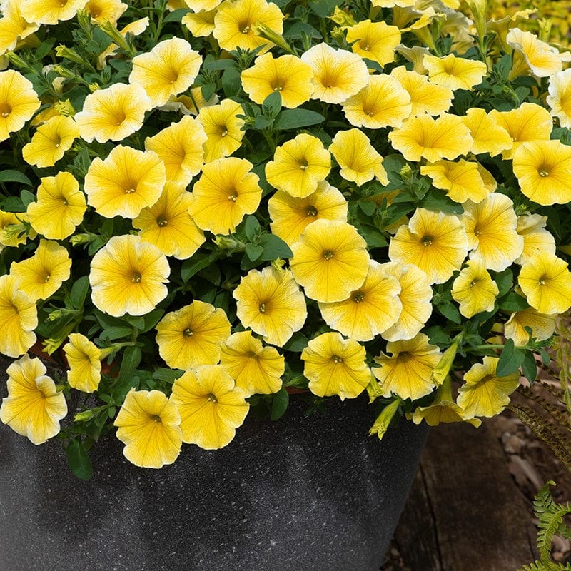 Bright Yellow Petunia with Creamy Edge – From Johnsons