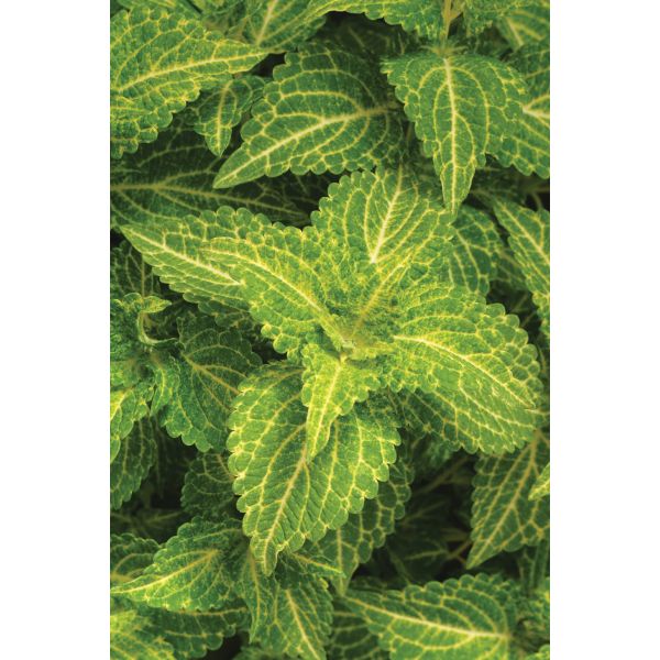 Coleus Sunfighter Young Flower Plants Collection | Johnsons