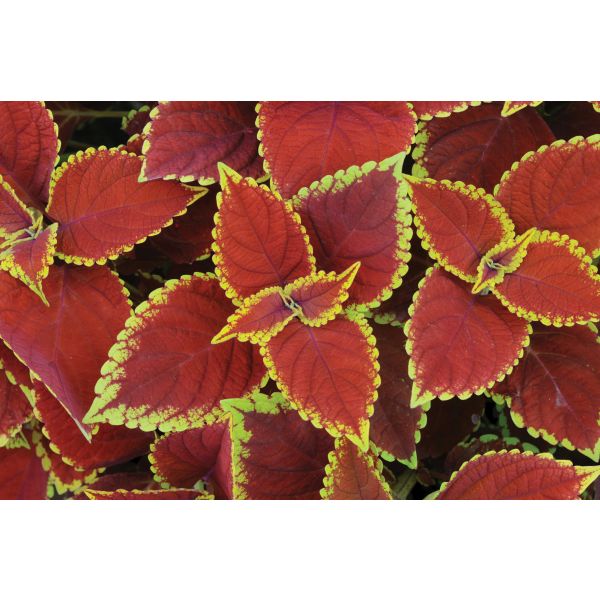 Coleus Sunfighter Young Flower Plants Collection | Johnsons