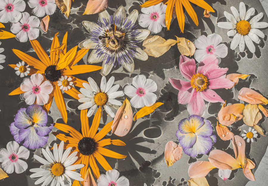 The Best Flower Seeds to Start Indoors & How to Do It | Johnsons