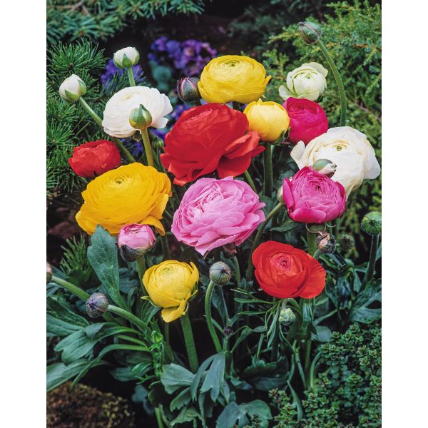 Johnsons Ranunculus Mixed Flower Bulbs – Vibrant, Easy-to-Grow Bulb