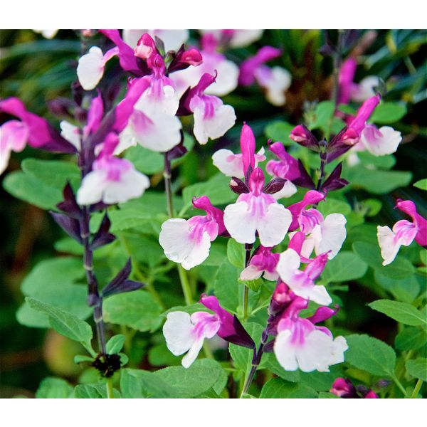 Johnsons Salvia Raspberry Melba Young Plant – Colourful Flower Plant ...