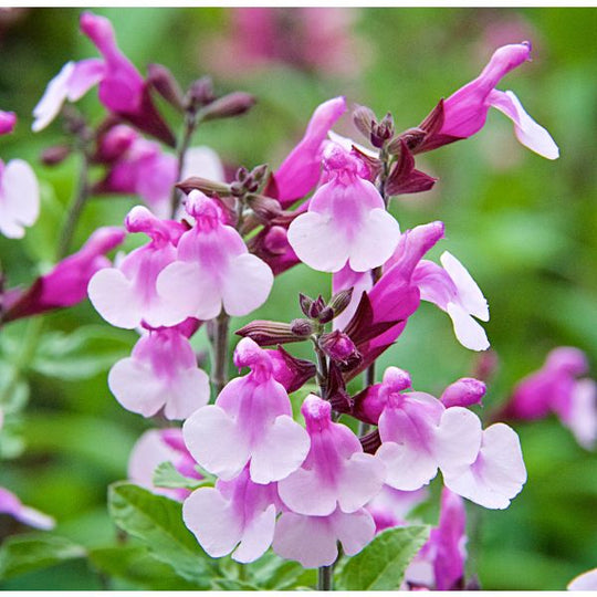 Johnsons Salvia Raspberry Melba Young Plant – Pastel Pink Flowers for ...