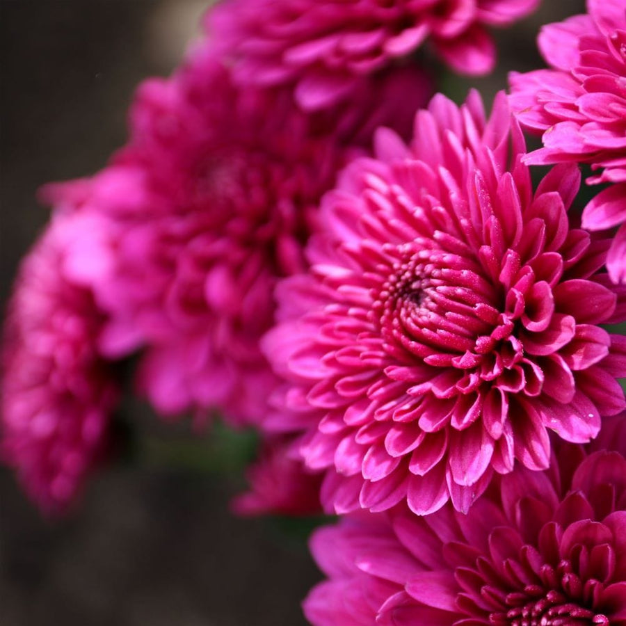 Growing Chrysanthemums in Pots | Advice | Johnsons