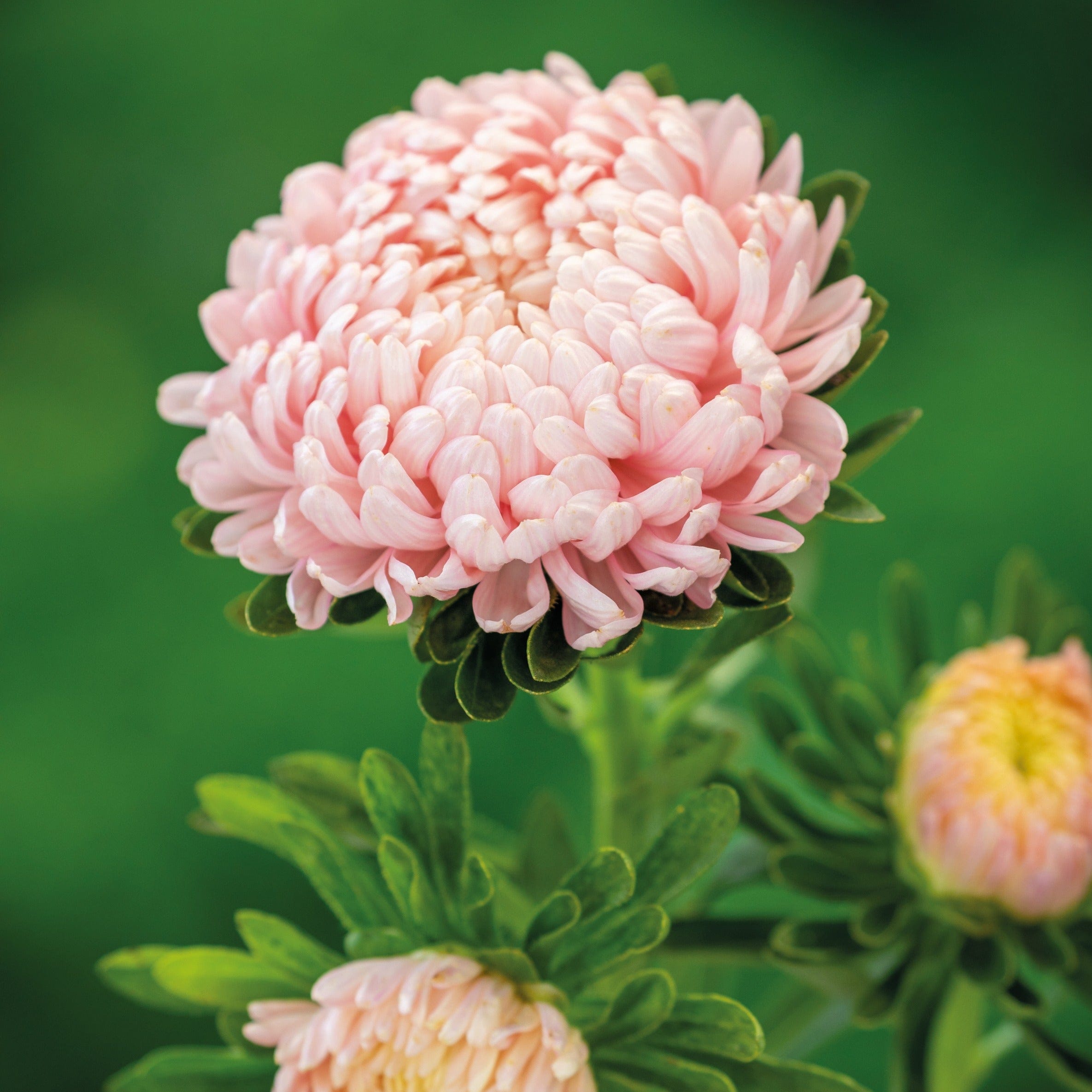 Aster Tower Chamois Seeds From Johnsons