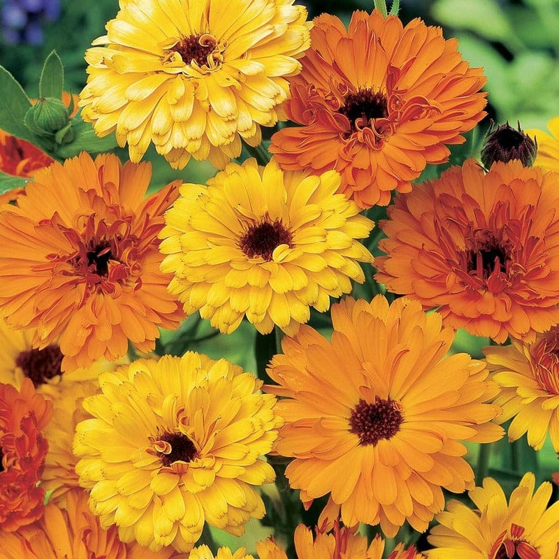 Calendula Touch of Red Mixed Seeds From Johnsons