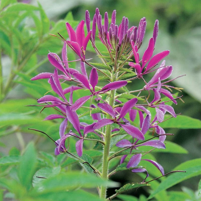 Cleome Violet Queen Seeds From Johnsons