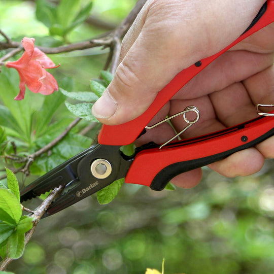 How to Take a Cutting From a Plant | Johnsons