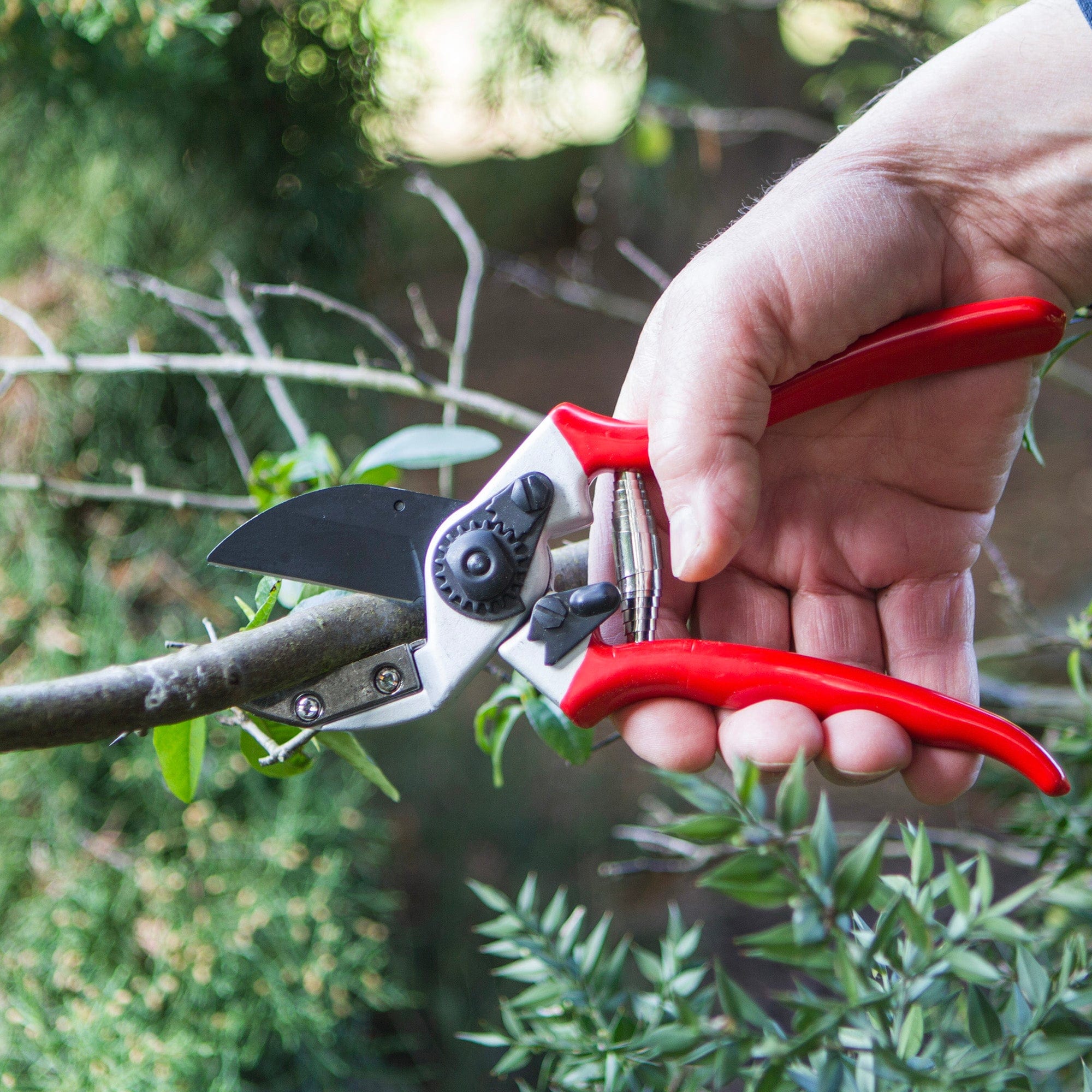 Darlac Expert Anvil Secateur | Johnsons