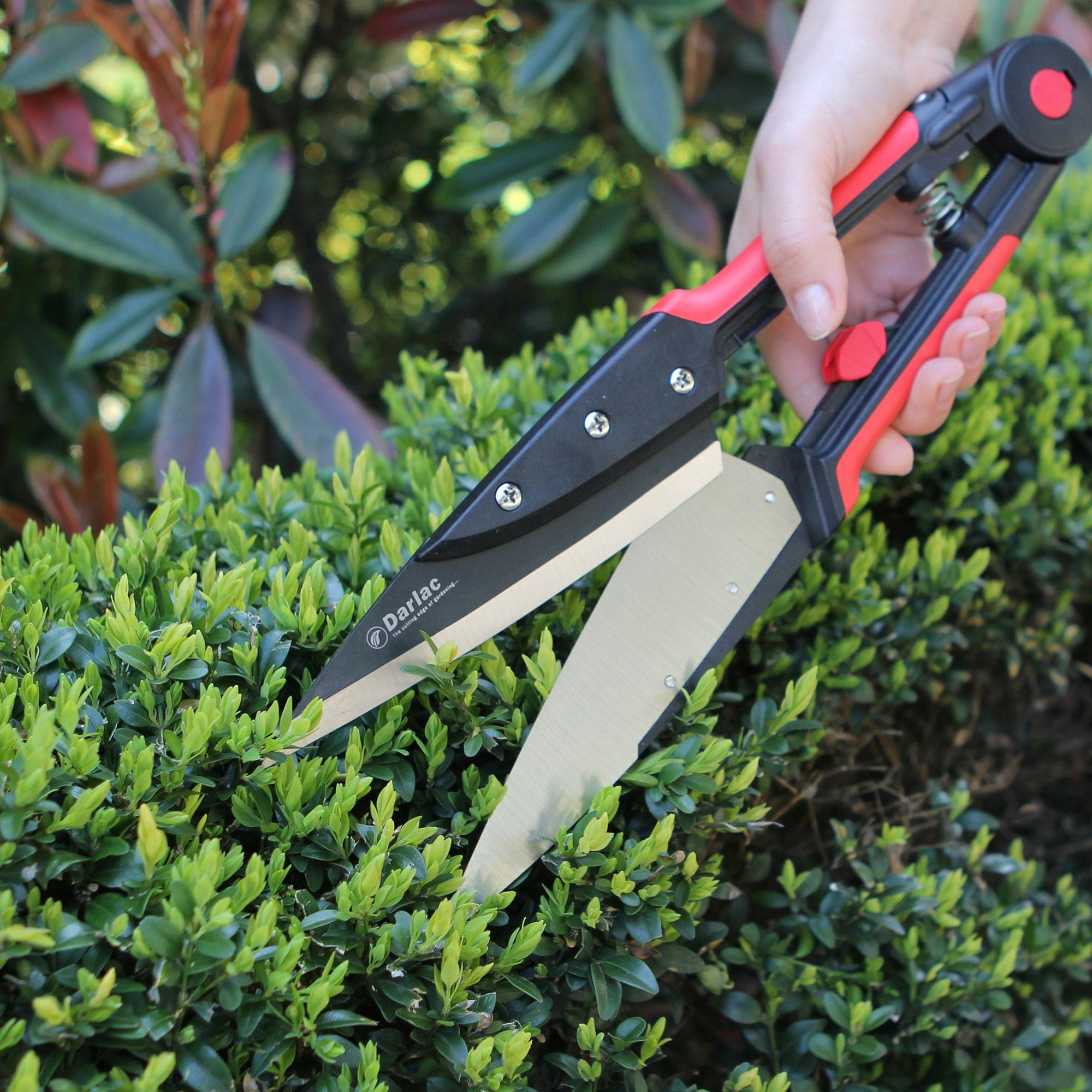 Darlac Expert Topiary Shear | Johnsons