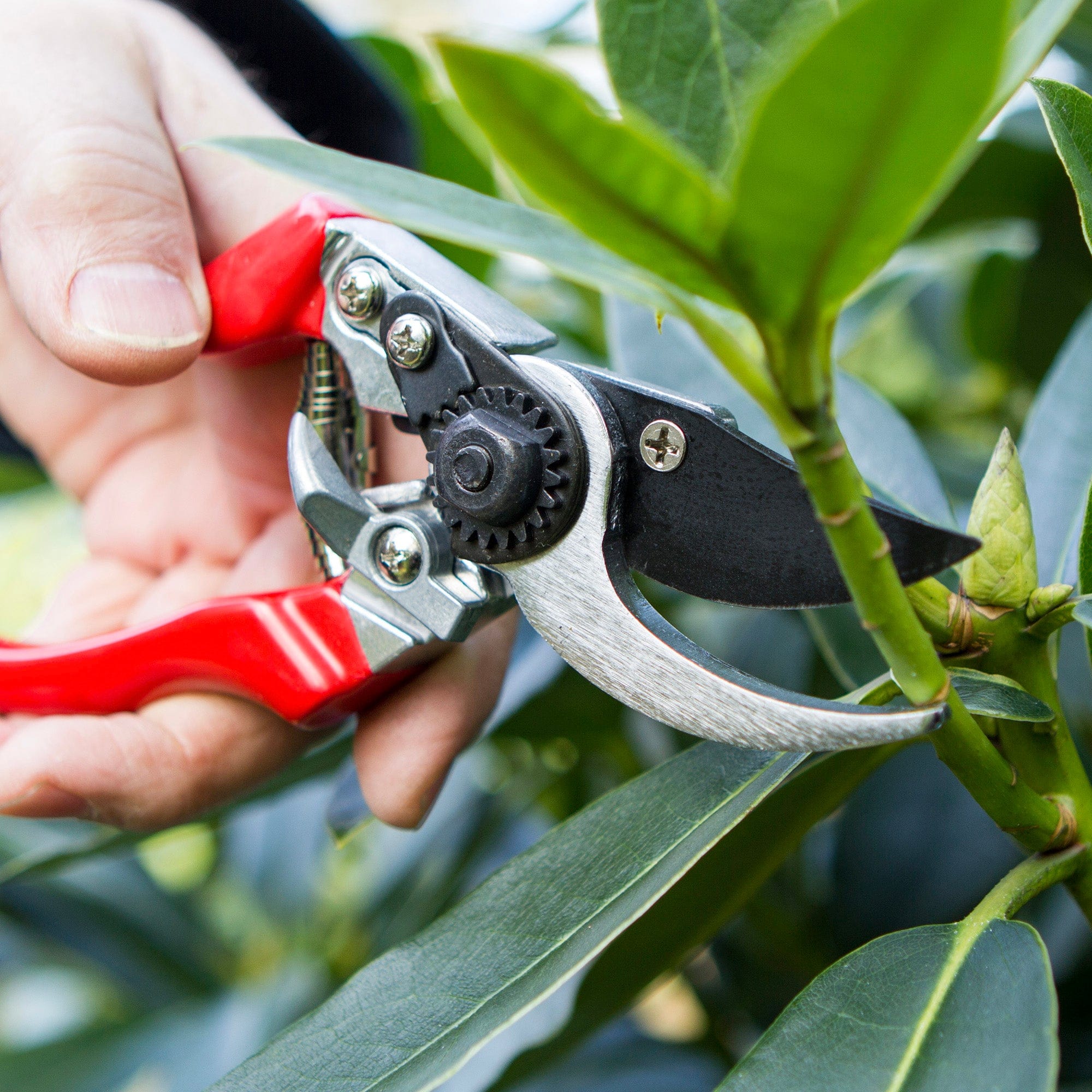 Darlac Professional Left Hand Secateurs | Johnsons
