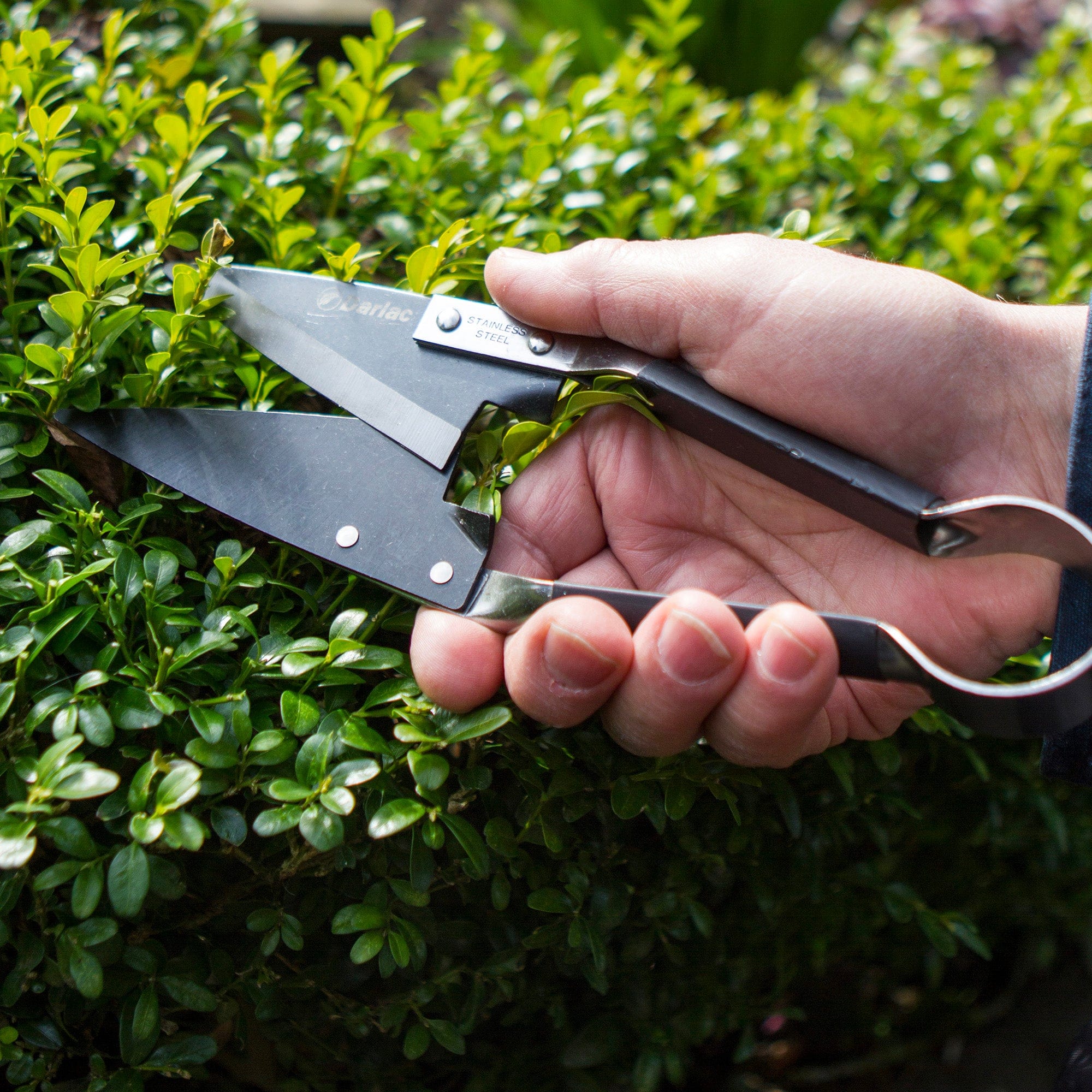 Darlac Stainless Steel Topiary Shear | Johnsons