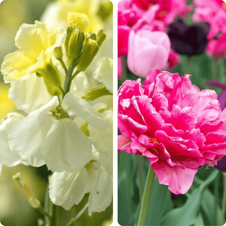 How to Grow Wallflowers | Johnsons