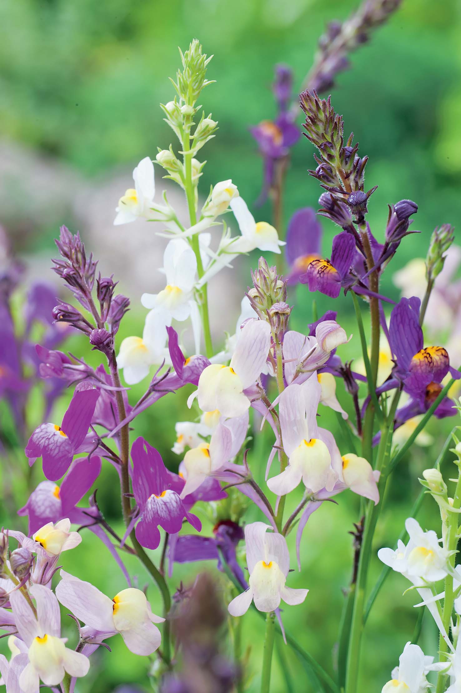 Linaria Northern Lights Seeds From Johnsons