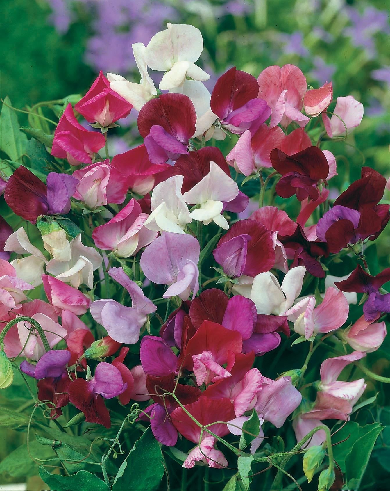 Sweet Pea Old Fashioned Mixed Seeds | Johnsons