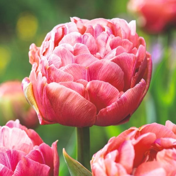 Johnsons Tulip Copper Image Flower Bulbs Ruffled Copper-tone Tulips